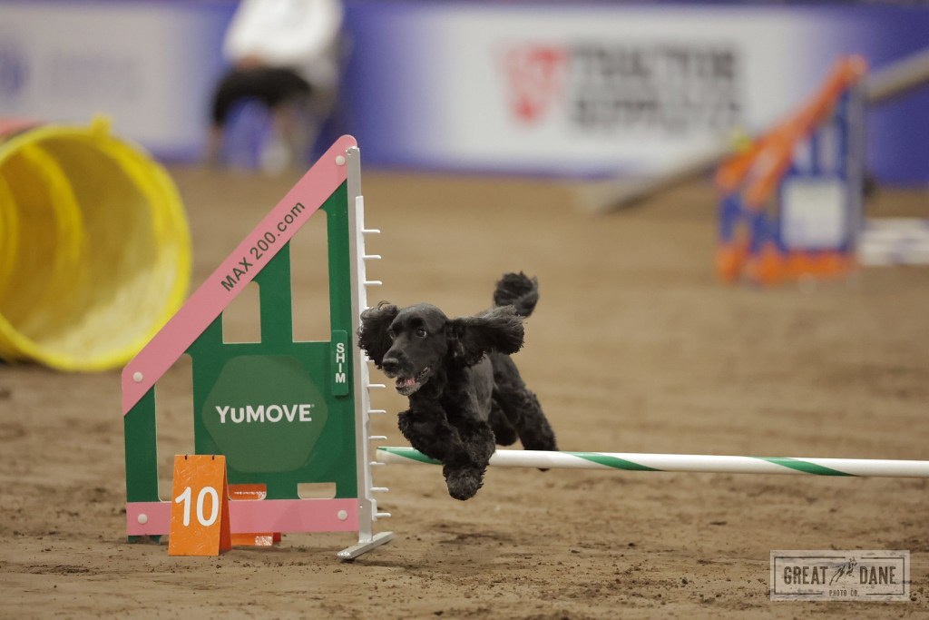 Judge Tim Pinneri's Weekend Course Maps – Handler course maps