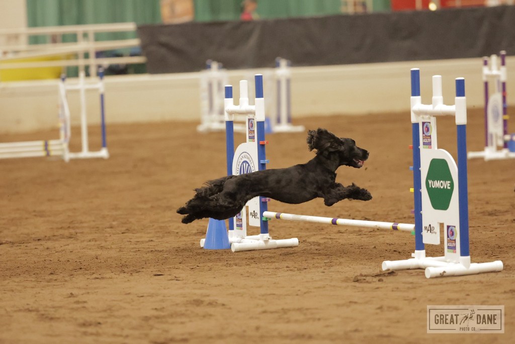 Judge Tim Pinneri's Weekend Course Maps – Handler course maps